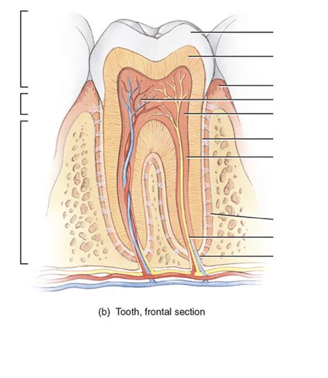 Frontal Section Of Tooth Diagram Quizlet