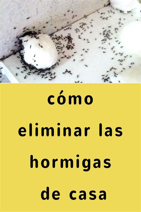 cómo eliminar las hormigas de casa Ant killer Mosquito Dry wash