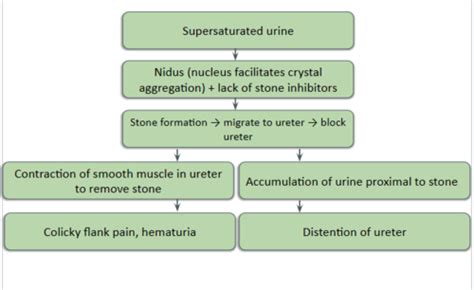 Renal System Flashcards Quizlet