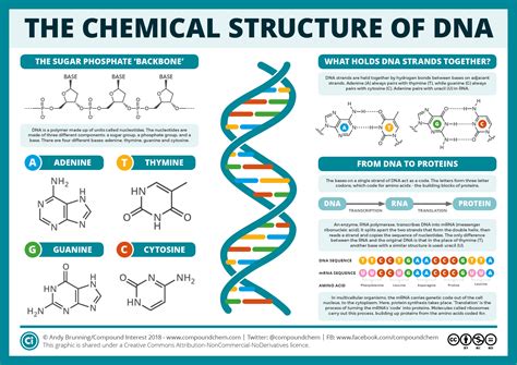Diagram Of A Dna Molecule