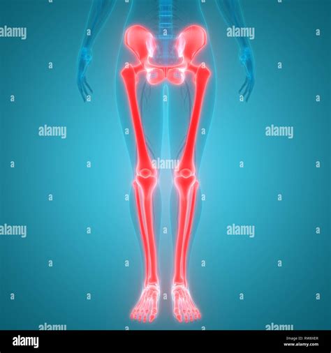 Esqueleto Humano Anatomía de extremidades inferiores del sistema