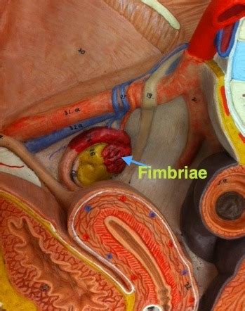 Female Reproductive Lab Flashcards Quizlet