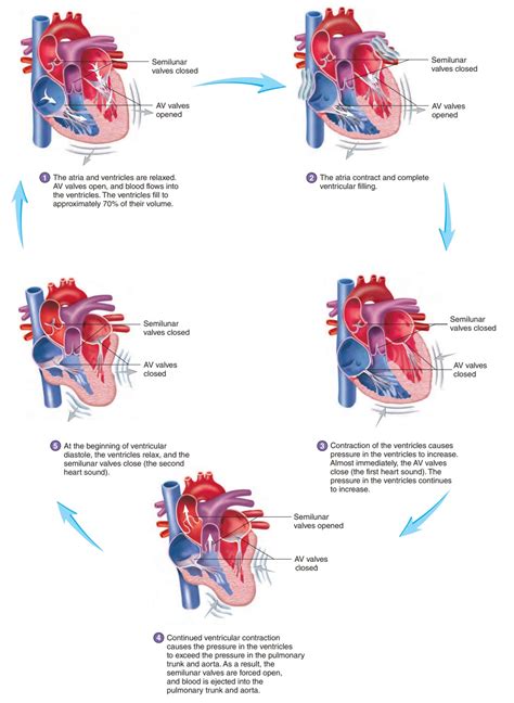 No Way Denmark Reward Cardiac Cycle Definition Host Of Overhead Occurrence