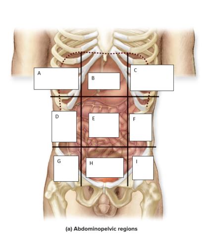 Abdominopelvic Regions Flashcards Quizlet