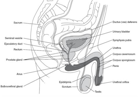 Scrotum Sess Ppt Flashcards Quizlet