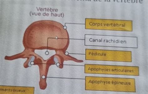 Diagramme De SCHEMA DE LA VERTEBRE Quizlet