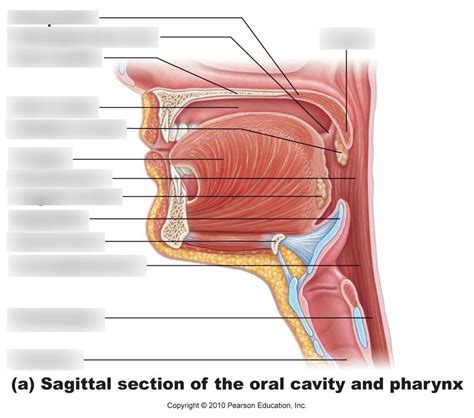 Sagittal Section Of The Oral Cavity Pharynx Diagram Quizlet