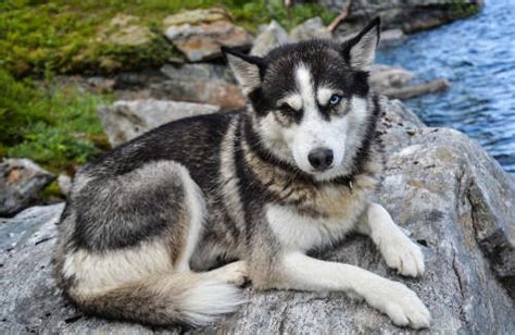 Nanuk Siberian Husky
