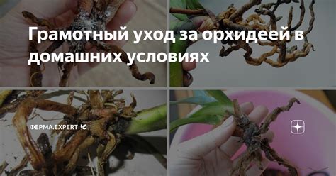 Грамотный уход за орхидеей в домашних условиях Ферма expert Дзен