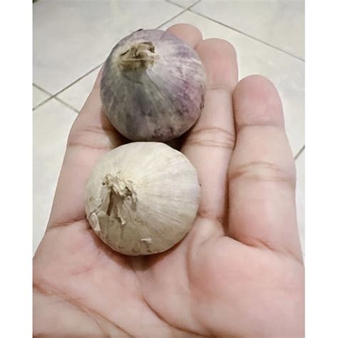 Jual Bawang Putih Tunggal Lanang 500Gram 1 2 KG Kilogram Import Jumbo