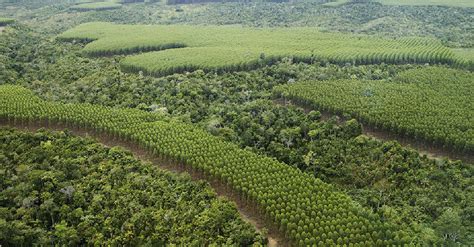 Projetos de manejo florestal sustentável ajudam na preservação