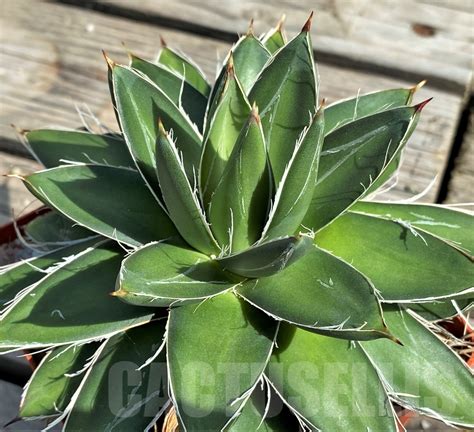 Shpr Agave Filifera Compacta