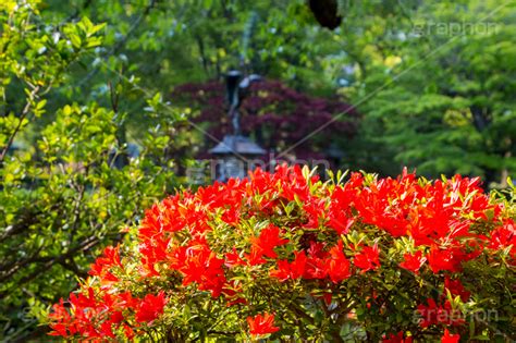 春の日比谷公園 グラフォン無料素材