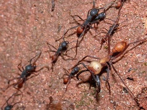 20 tipos de hormigas Especies características y FOTOS