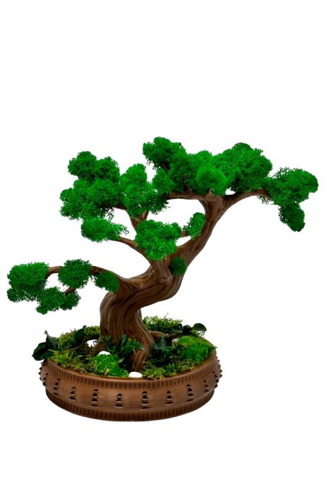 Bonsai Cu Licheni Muschi Naturali Stabilizati Si Plante Criogenate