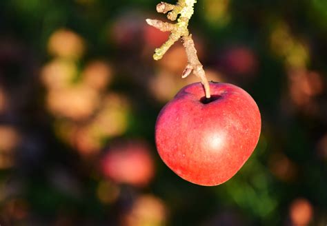 Manzanas Árbol De Manzana Foto gratis en Pixabay Pixabay