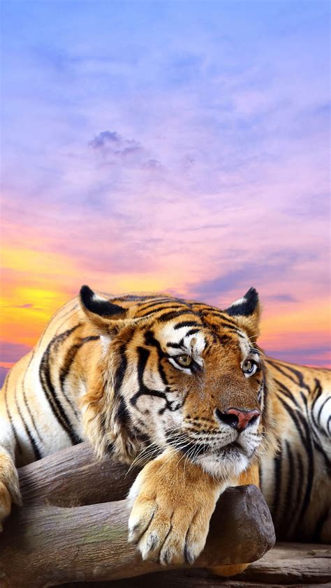 Tiger IPhone HD Wallpapers Wallpaper Cave