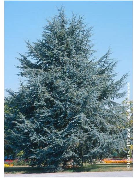 Topiaire Plante taillée CEDRUS atlantica GLAUCA Cèdre bleu de l Atlas