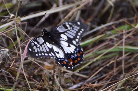 Butterfly Species In Northern Territory Of Australia Insectic