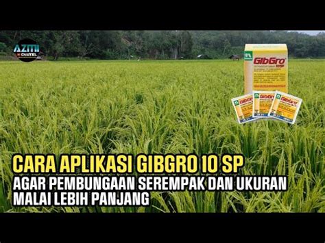 CARA APLIKASI GIBGRO 10 SP AGAR PEMBUNGAAN SEREMPAK DAN UKURAN MALAI