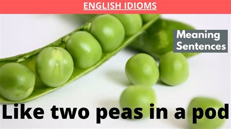 Like Two Peas In A Pod Meaning Of And Sentences With This Idiom