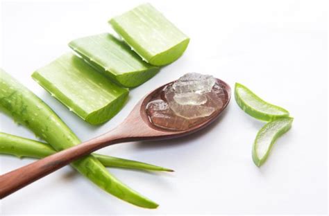 Manfaat Lidah Buaya Untuk Rambut Dan Mengenal Tanaman Nya