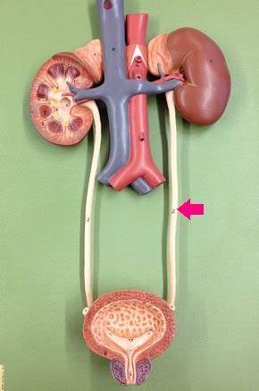 Urinary And Reproductive Systems Practical Flashcards Quizlet