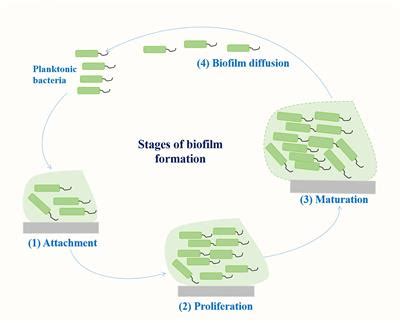 Frontiers Relationship Between Biofilm Formation And Antibiotic