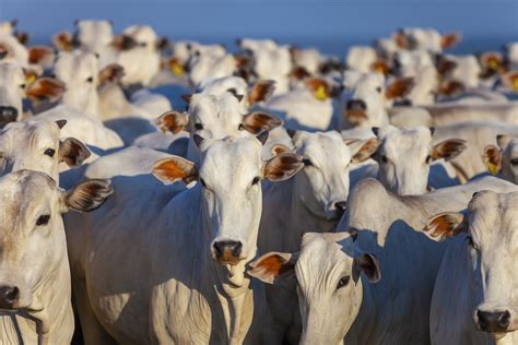 Cria O De Gado De Corte Informa Es Relevantes Para Quem Quer