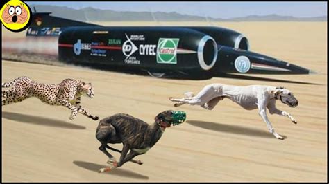 Les 10 Races de Chiens les Plus Rapides de la Planète YouTube