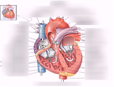 Heart Frontal Plane Diagram Quizlet