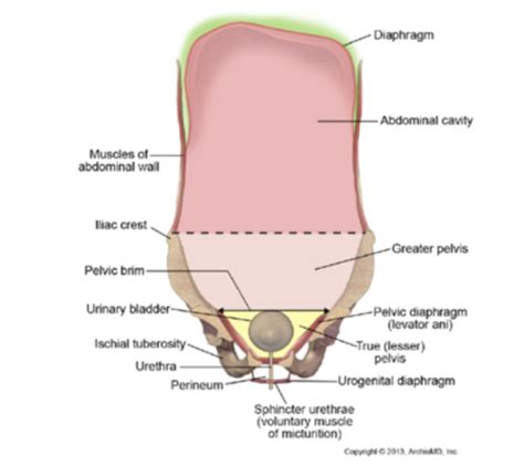 Pelvis And Perineum Flashcards Quizlet
