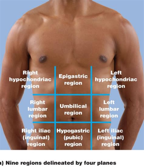 The Nine Abdominopelvic Regions Diagram Quizlet