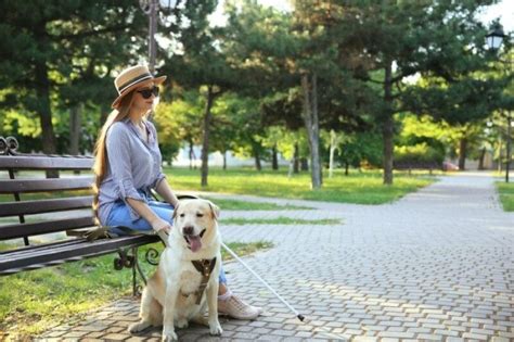 Día Internacional del Perro Guía 2023 cuándo y cómo se celebra