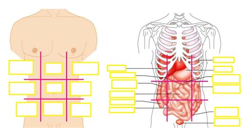 Abdominopelvic Regions Set 3 Diagram Quizlet