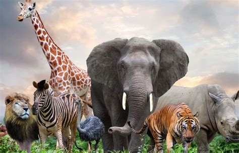 Top 10 Des Animaux Les Plus Rapides Au Monde