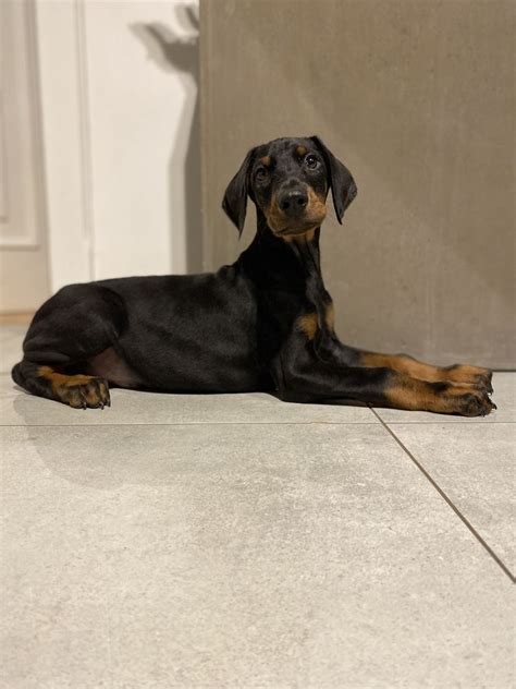 Szczeniak Doberman Rawicz Stare Miasto Olx Pl