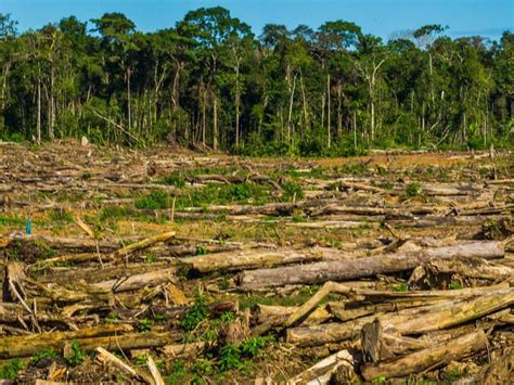 La Deforestación