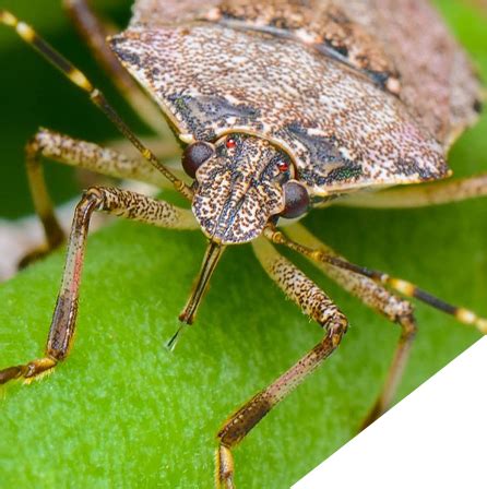 Invasive Stink Bug Found In UK Tauranga Moana Biosecurity Capital