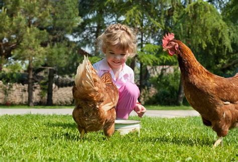Feeding Chickens Meadowvale Poultry