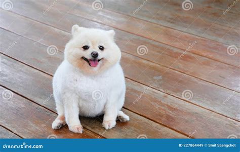 Lindo Blanco Esponjoso Cachorro Pomerania Spitz Sentado En El Suelo