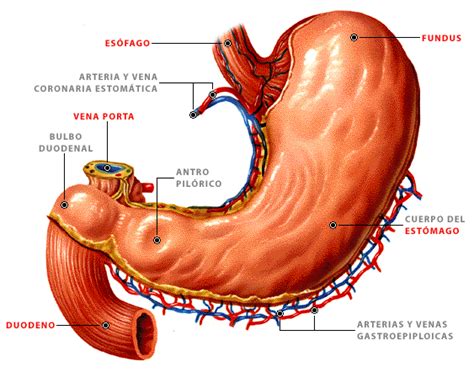 Anatomia Do Est Mago Do Sistema Digestivo Dos Rg Os Do Corpo Humano