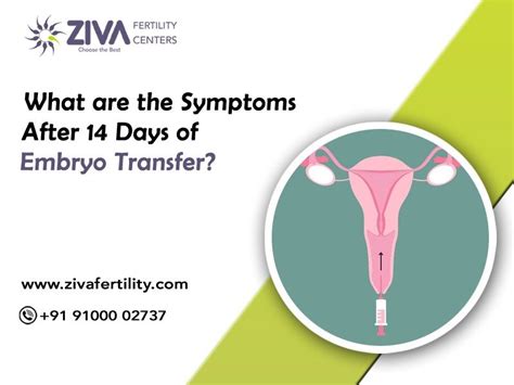 What Are The Symptoms After Days Of Embryo Transfer Ziva Fertility