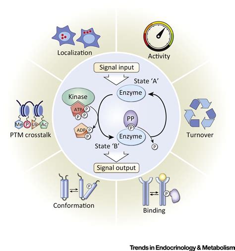 Protein Phosphorylation A Major Switch Mechanism For Metabolic