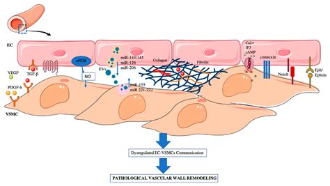 Ijms Free Full Text Cellular Crosstalk Between Endothelial And