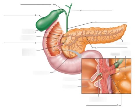 Liver Gallbladder And Pancreas Diagram Quizlet