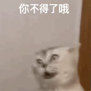 线条猫咪震惊你不得了哦表情包图片gif动图 求表情网 斗图从此不求人