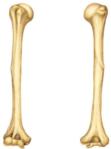 Humerus Diagram Quizlet