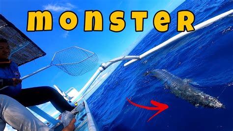 NARIK TERUS PERLAWANAN IKAN MONSTER INI SUNGGUH LUAR BIASA