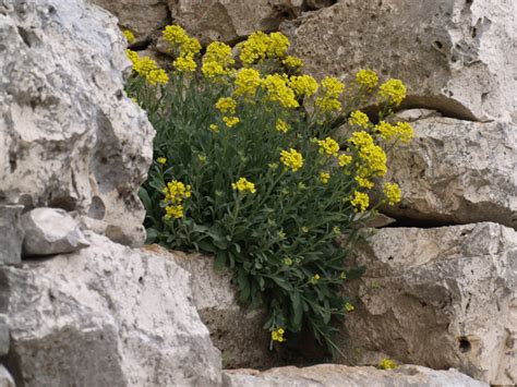 Parco Naturale Regionale Costa Otranto S Maria Leuca Bosco Tricase